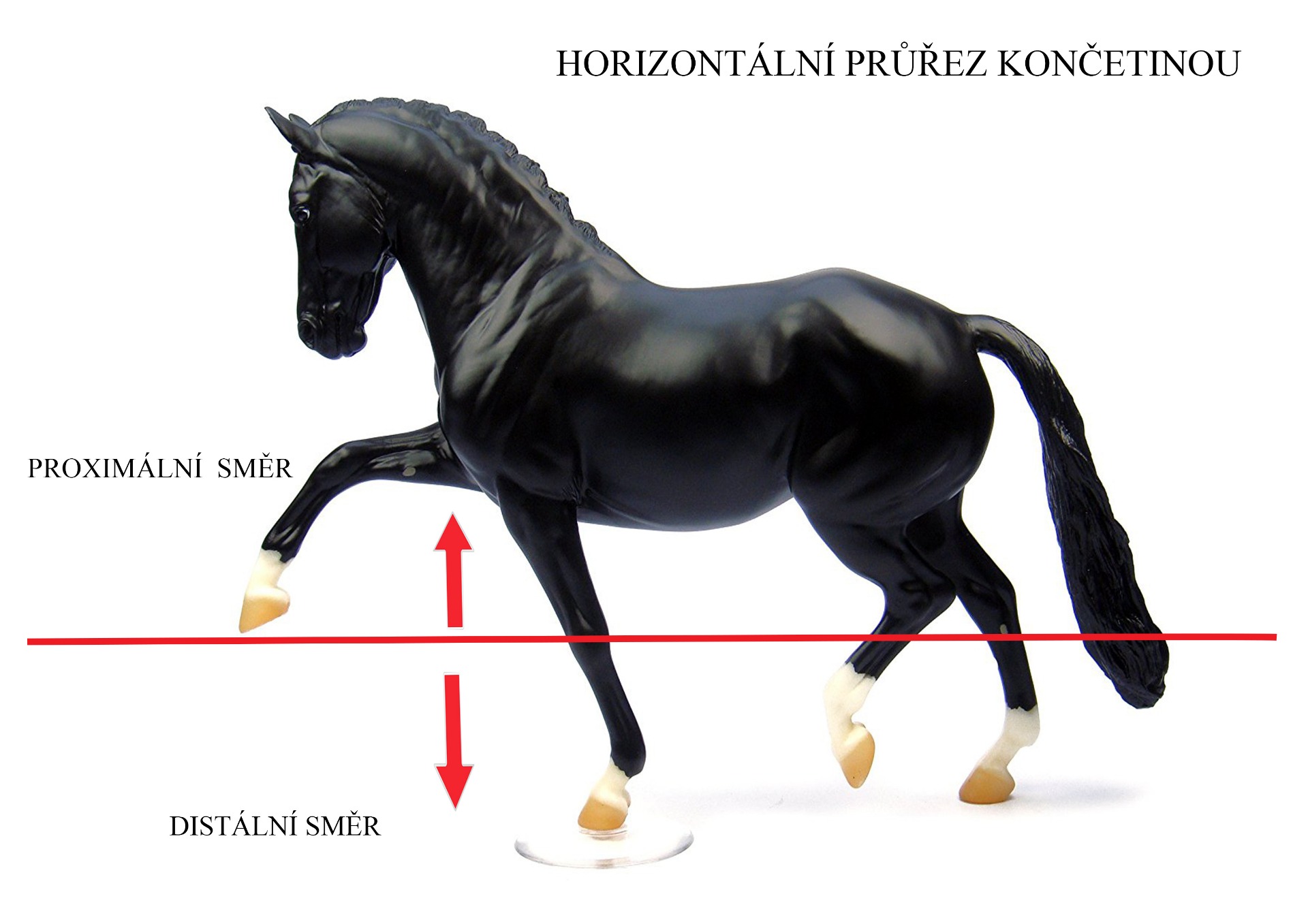 Poznej tělo svého koně 2 - roviny a směry na těle koně :: Mujpritelkun
